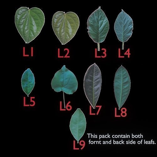 3D model Realistic Leaf Texture VR / AR / low-poly | CGTrader