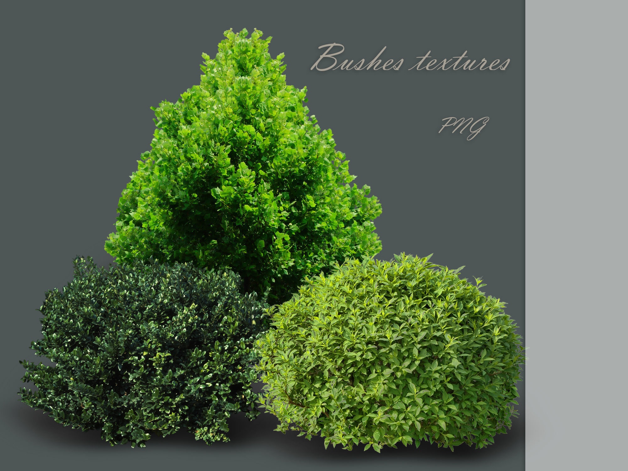 Texture Set of textures bushes PNG VR / AR / low-poly | CGTrader