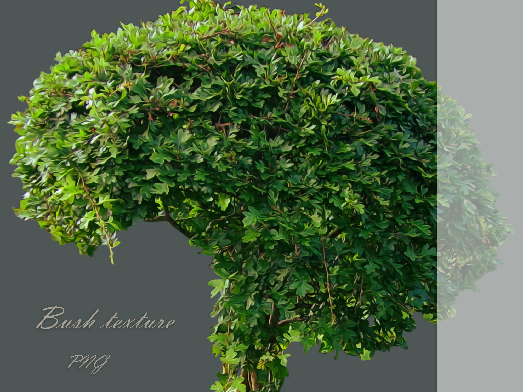Texture Set of textures bushes PNG VR / AR / low-poly | CGTrader