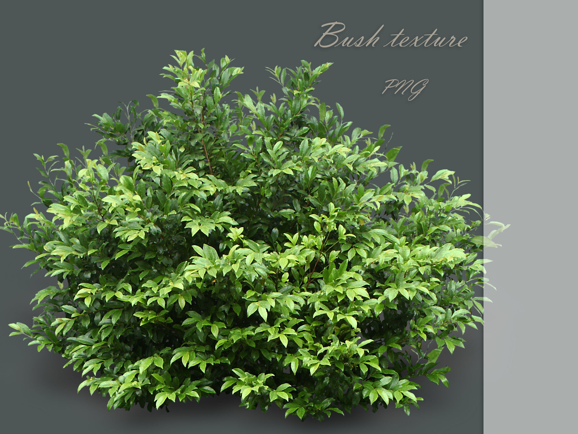 Texture Set of textures bushes PNG VR / AR / low-poly | CGTrader