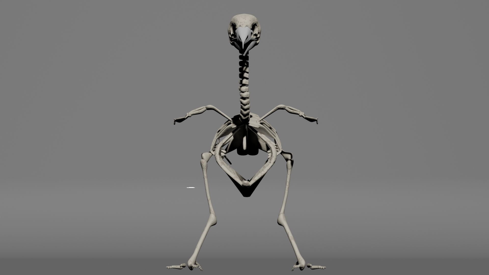 bird skeleton 3D model | CGTrader