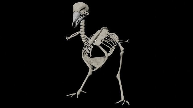 bird skeleton 3D model | CGTrader