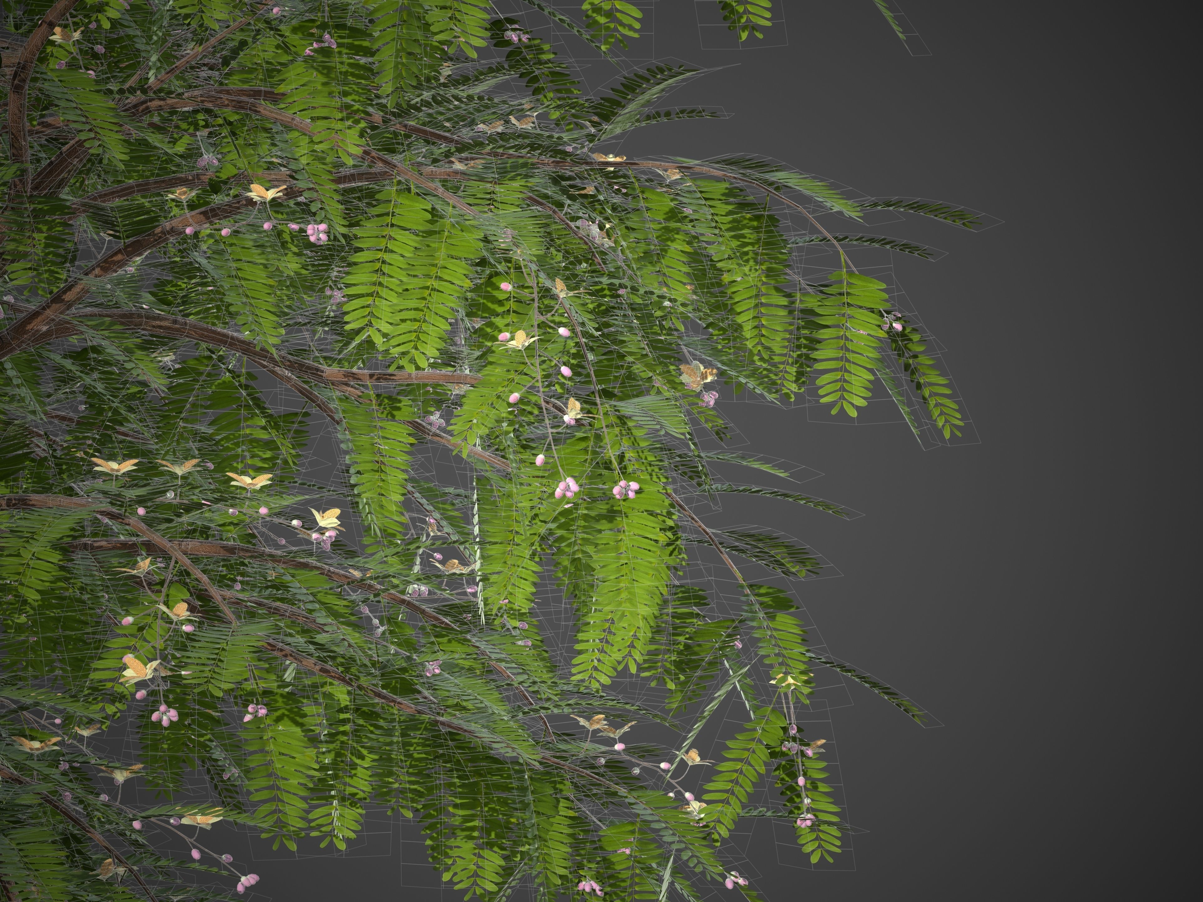 2021 PBR Tamarind Collection - Tamarindus Indica 3D model | CGTrader