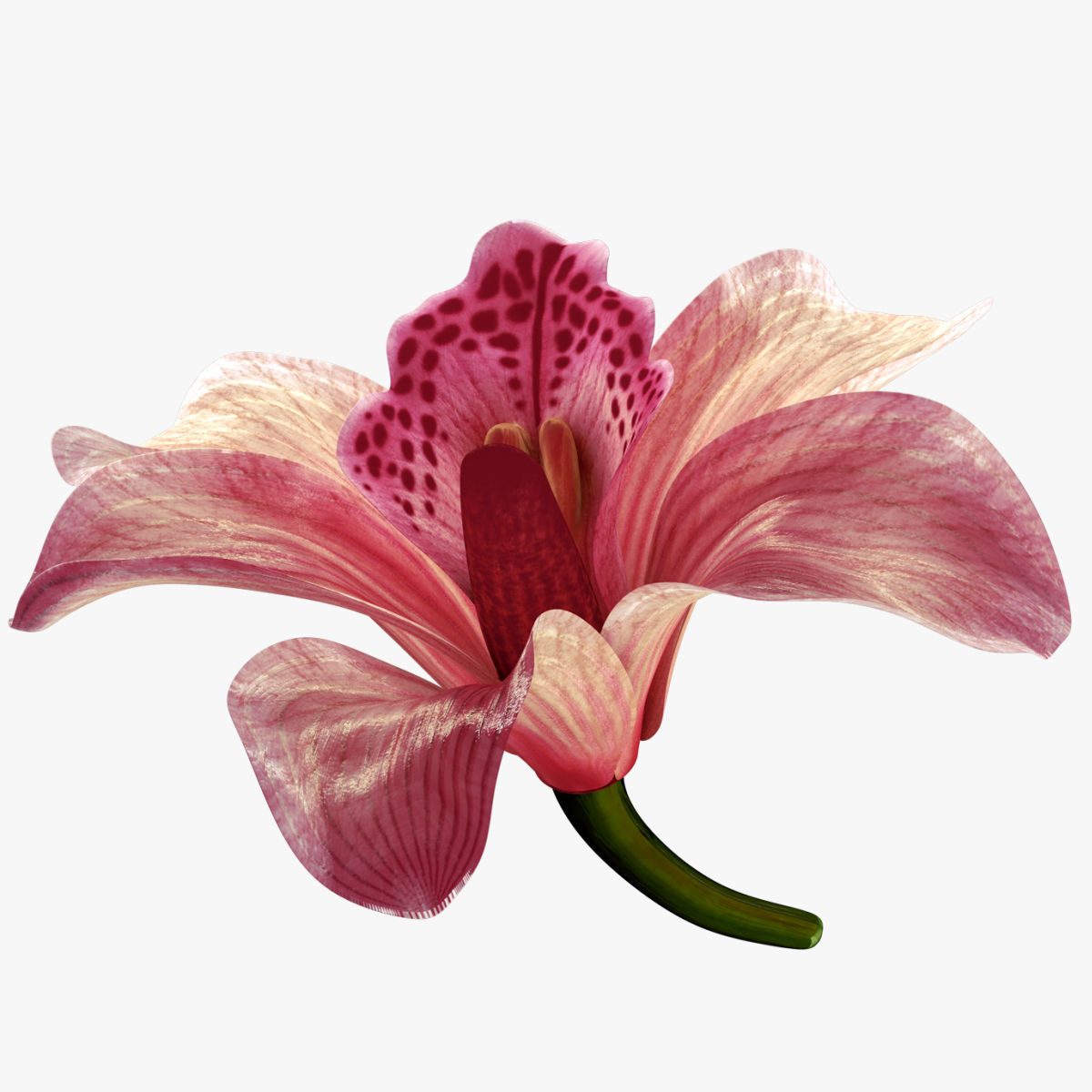 Beautiful Animated Orchid Flower 3D model 3D model animated rigged ...