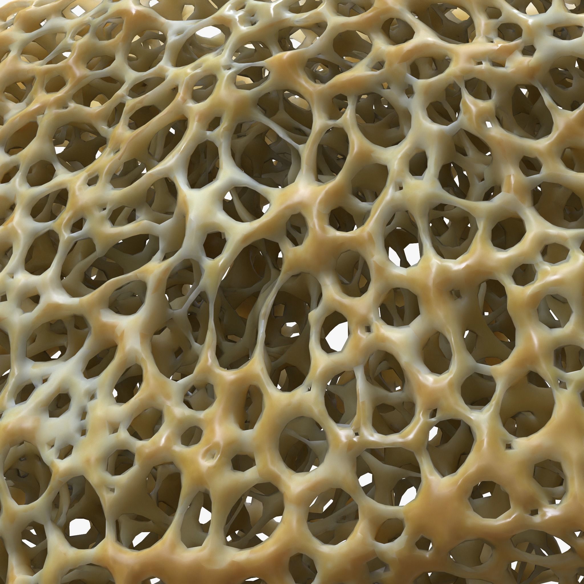 Bone Matrix Rectangle 3D model | CGTrader