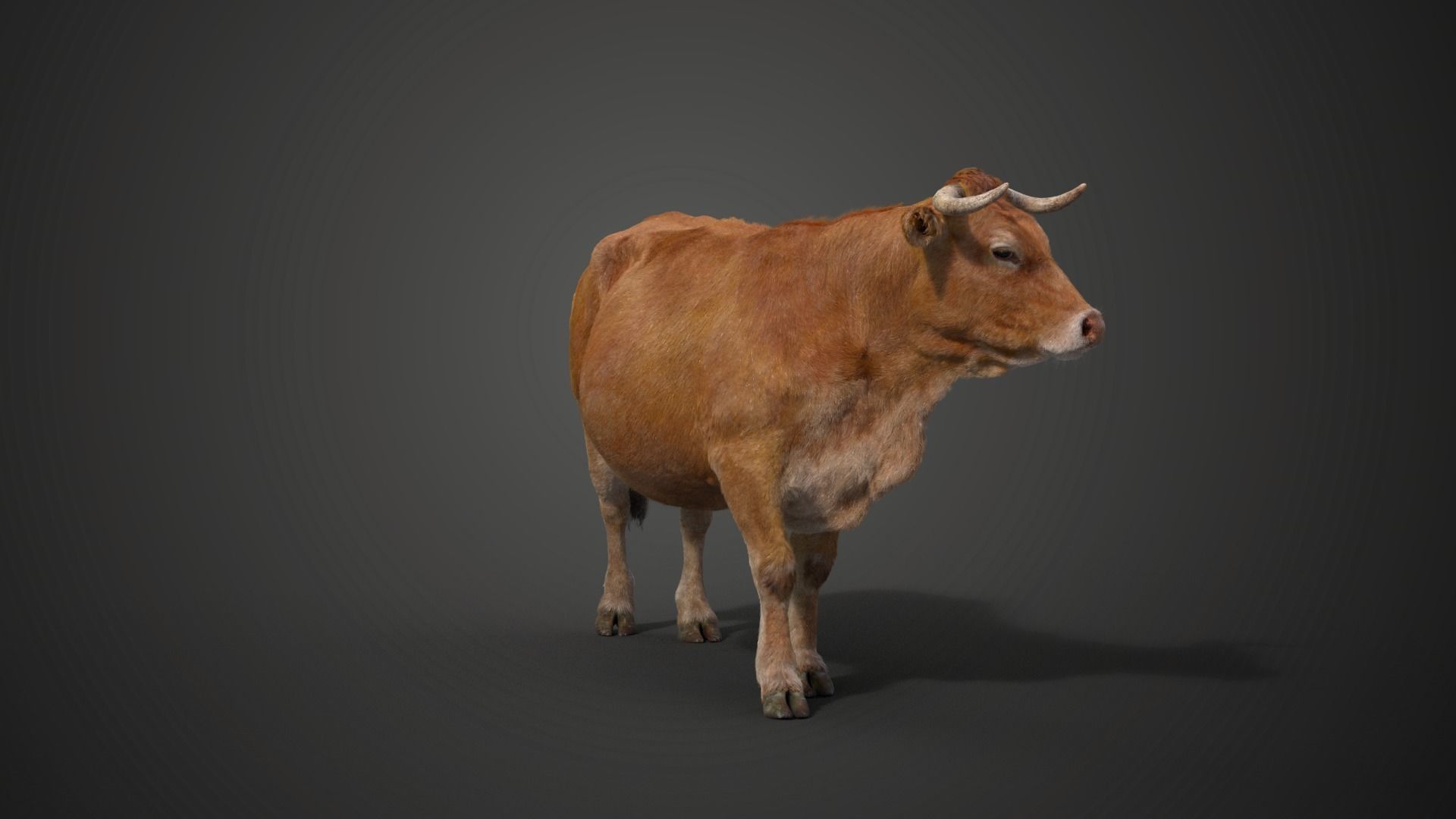 Cattle Cow Rigged VFX Grace 3D model rigged | CGTrader