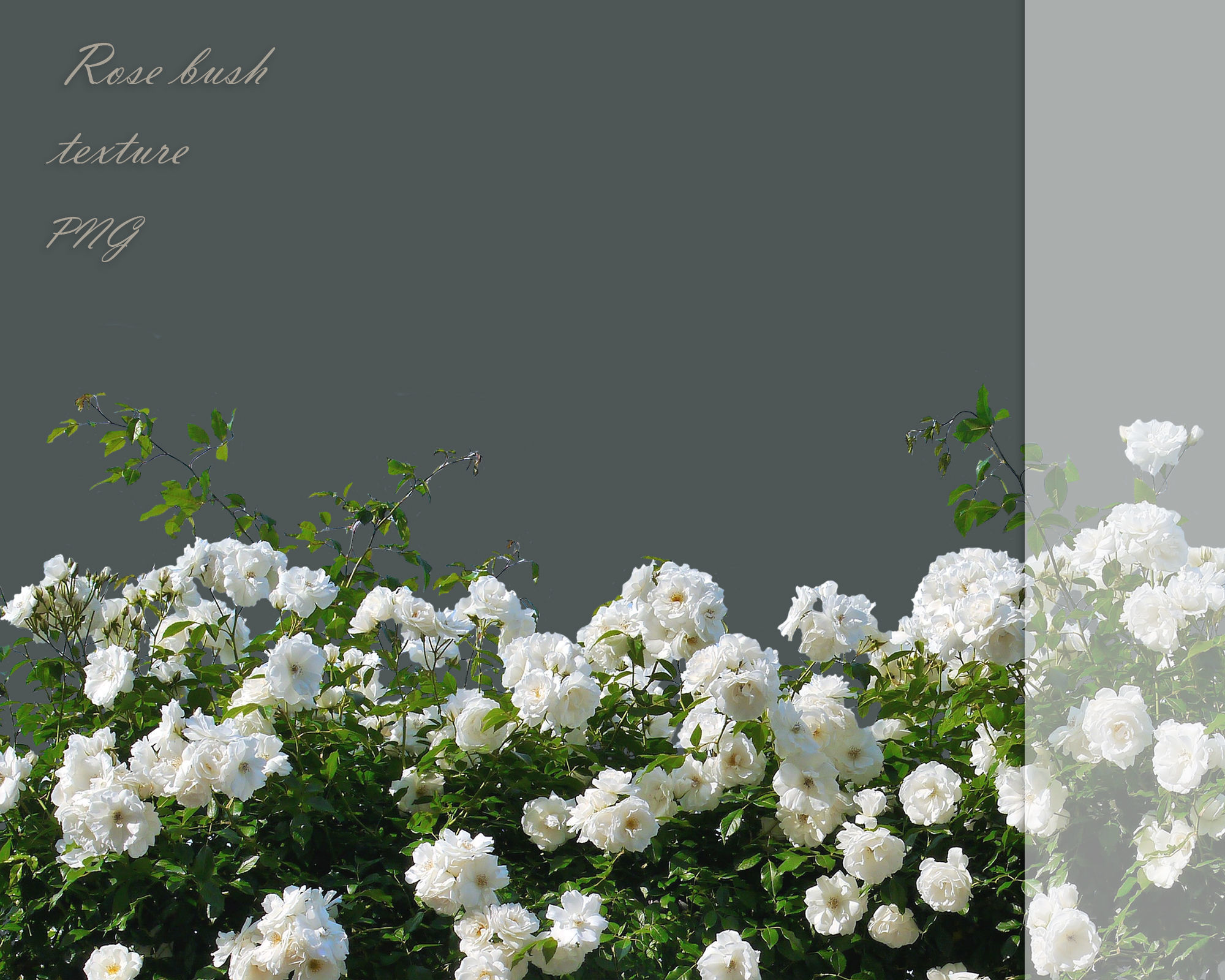 Texture A set of textures of rose bushes PNG VR / AR / low-poly | CGTrader