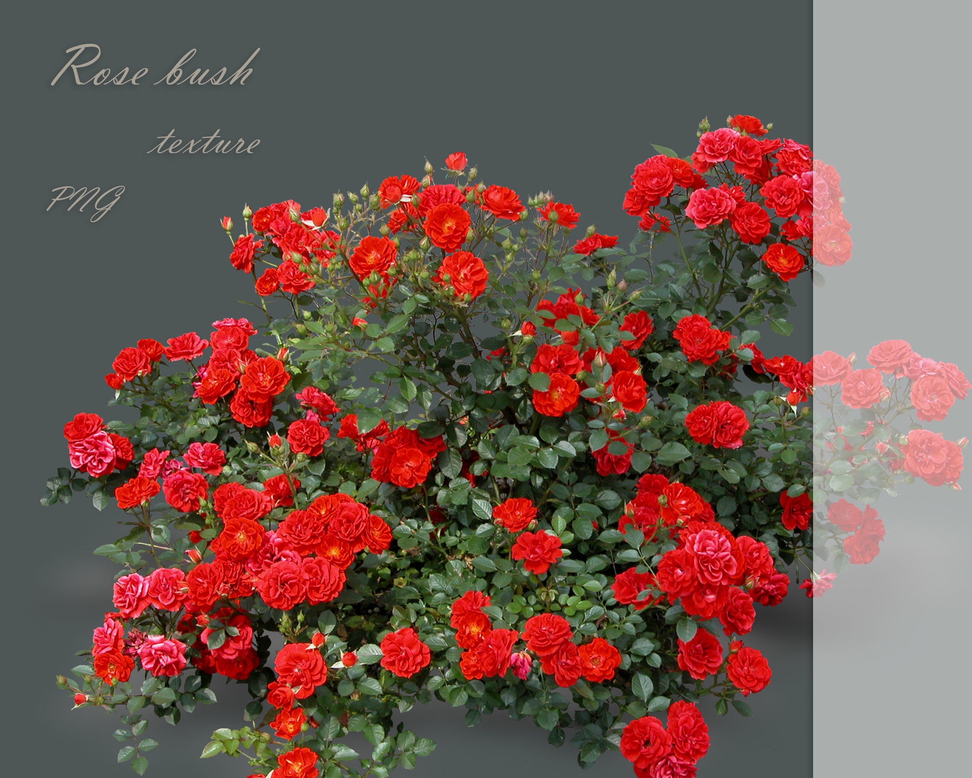 Texture A set of textures of rose bushes PNG VR / AR / low-poly | CGTrader