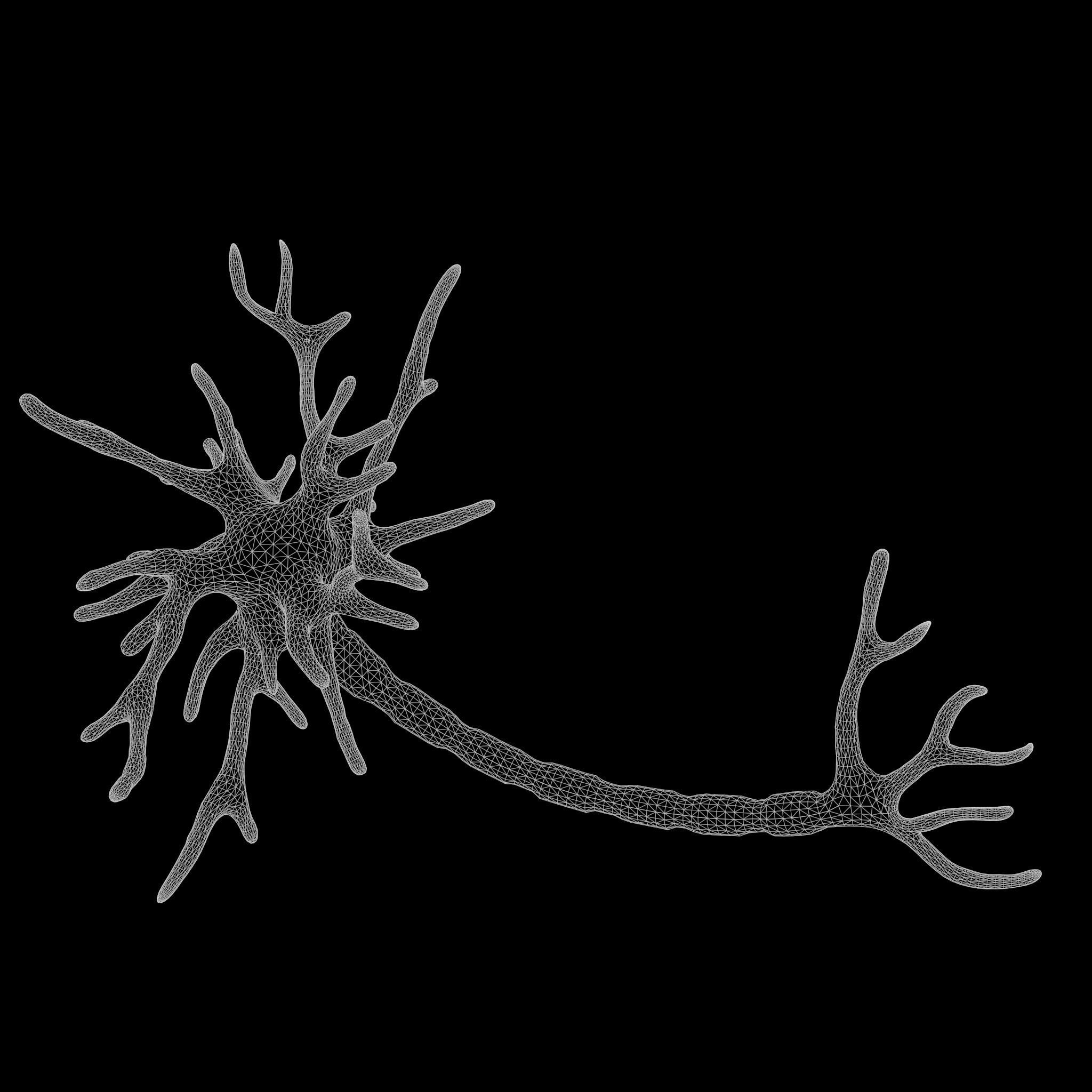 Human Neuron 3D model | CGTrader