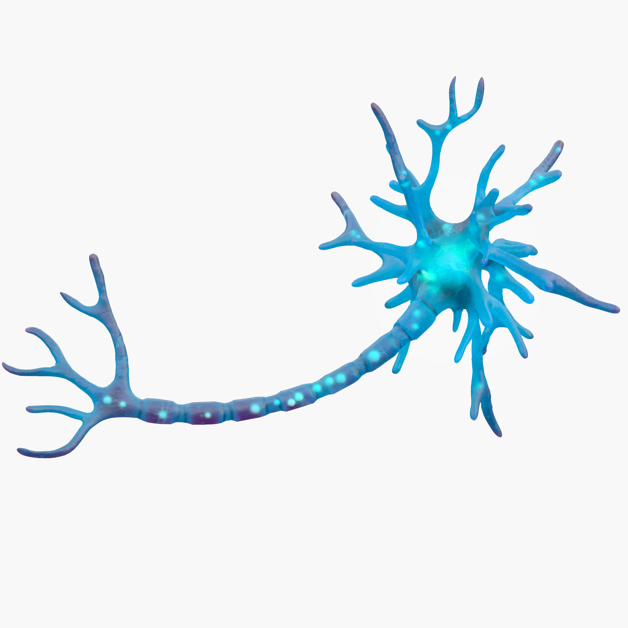 Human Neuron 3D model | CGTrader