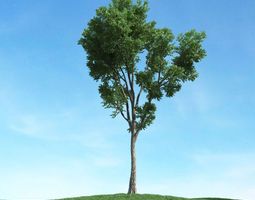 Tall tree 3D Models | CGTrader
