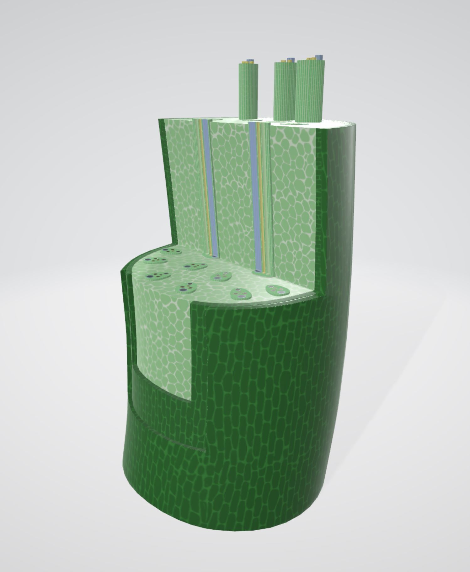 monocot stems have scattered vascular bundles 3D model | CGTrader