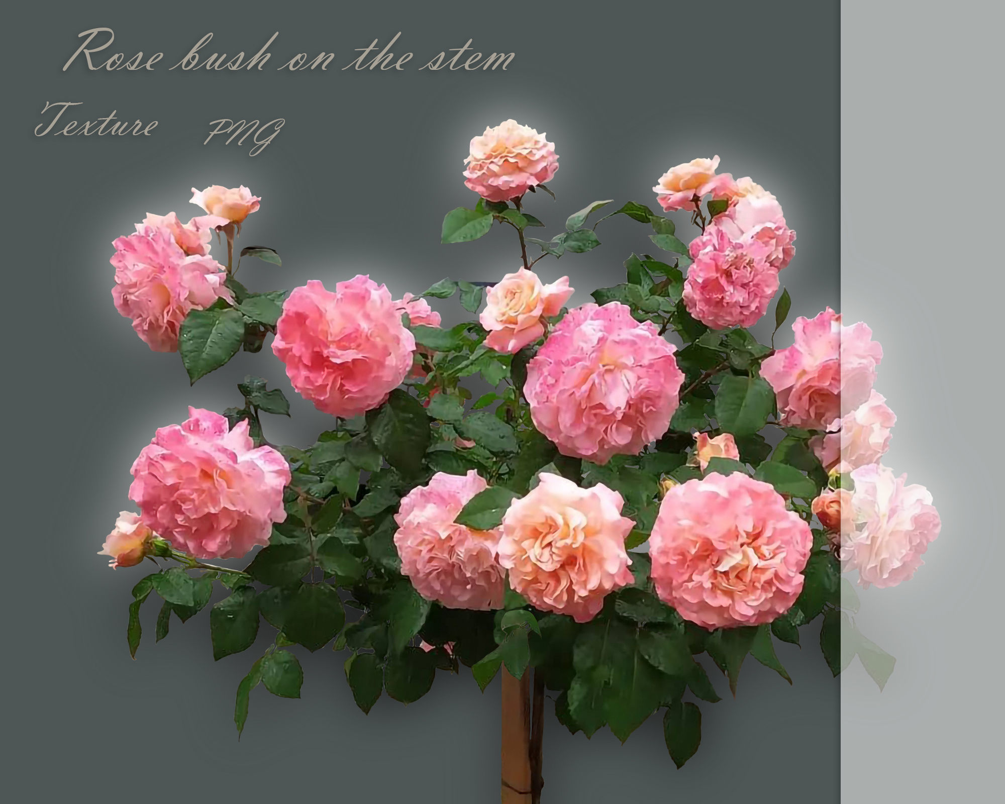 Texture Rose bush on the stem texture PNG VR / AR / low-poly | CGTrader