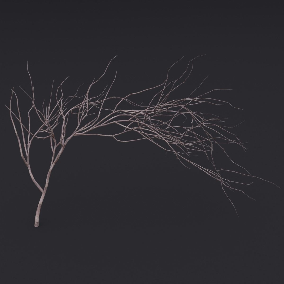 3D model Thin Branch VR / AR / low-poly | CGTrader