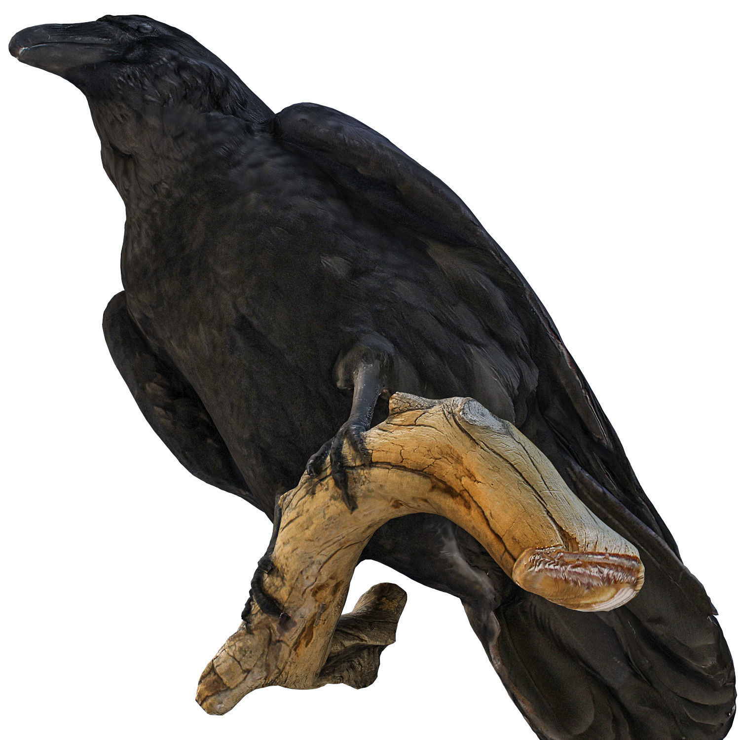 Raven 3D model | CGTrader