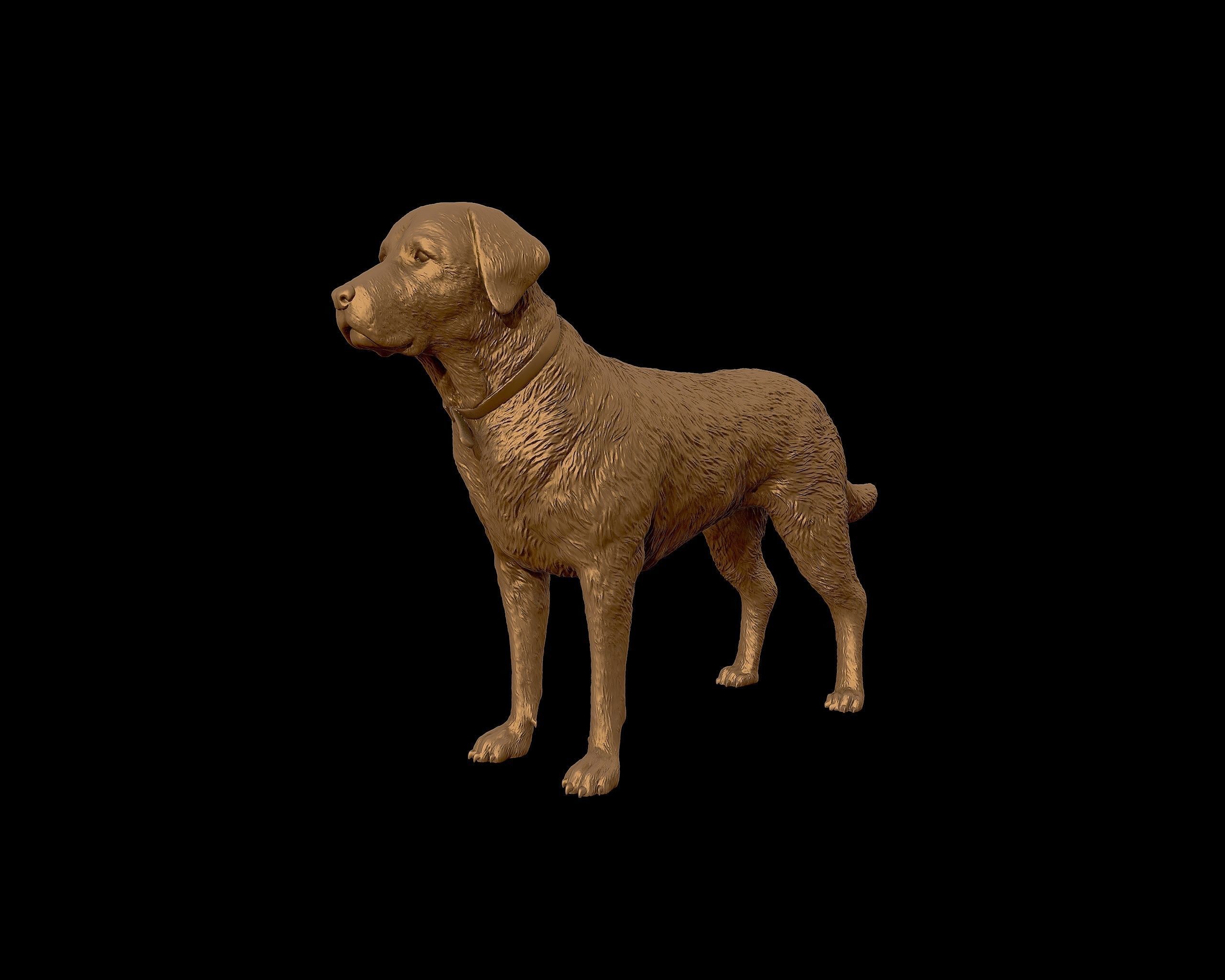 Labrador Retriever model 3D model 3D printable | CGTrader