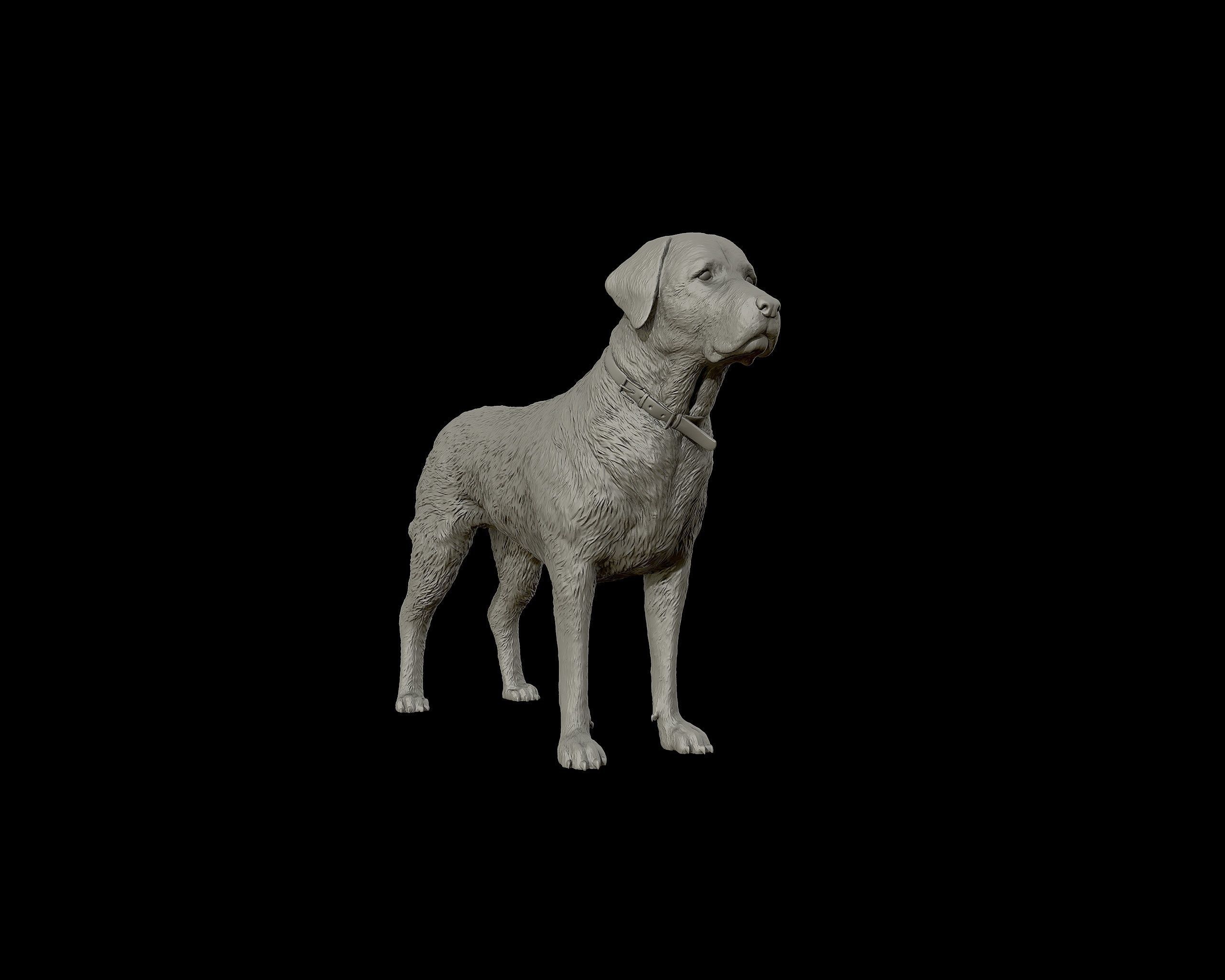 Labrador Retriever model 3D model 3D printable | CGTrader
