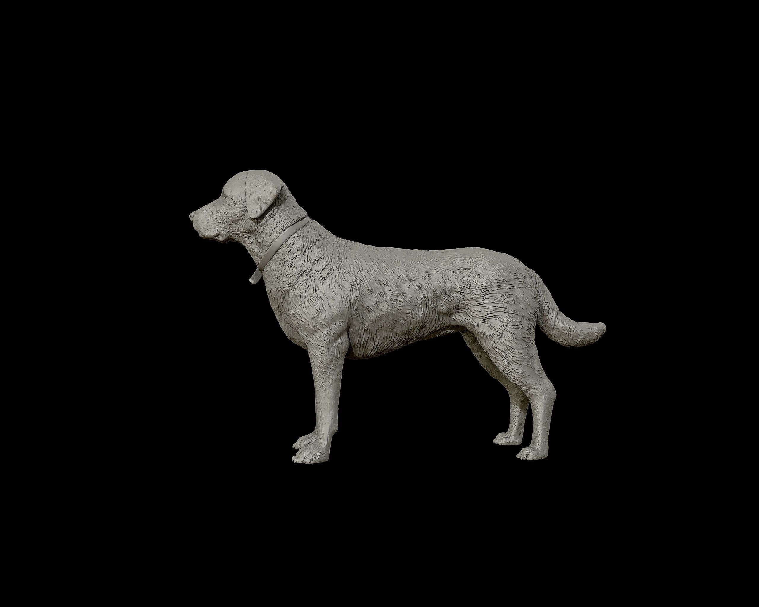 Labrador Retriever model 3D model 3D printable | CGTrader
