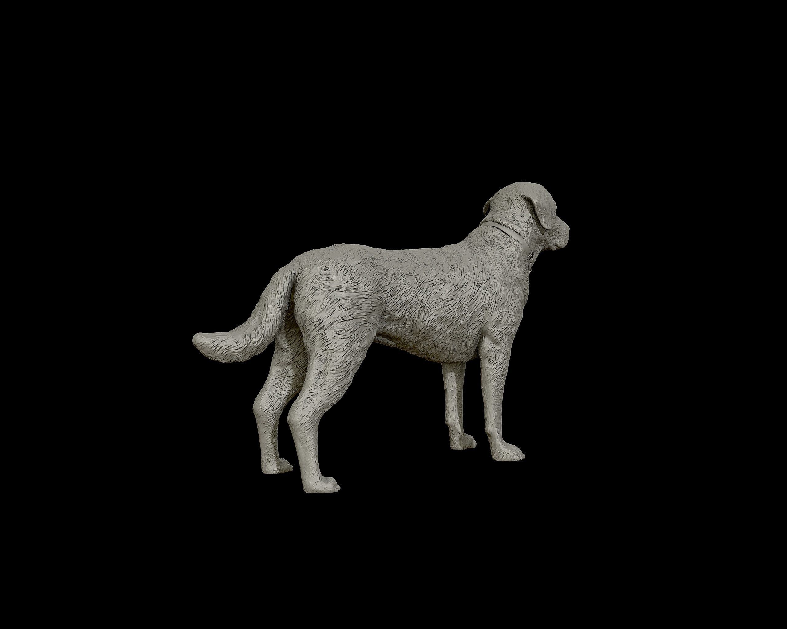 Labrador Retriever model 3D model 3D printable | CGTrader
