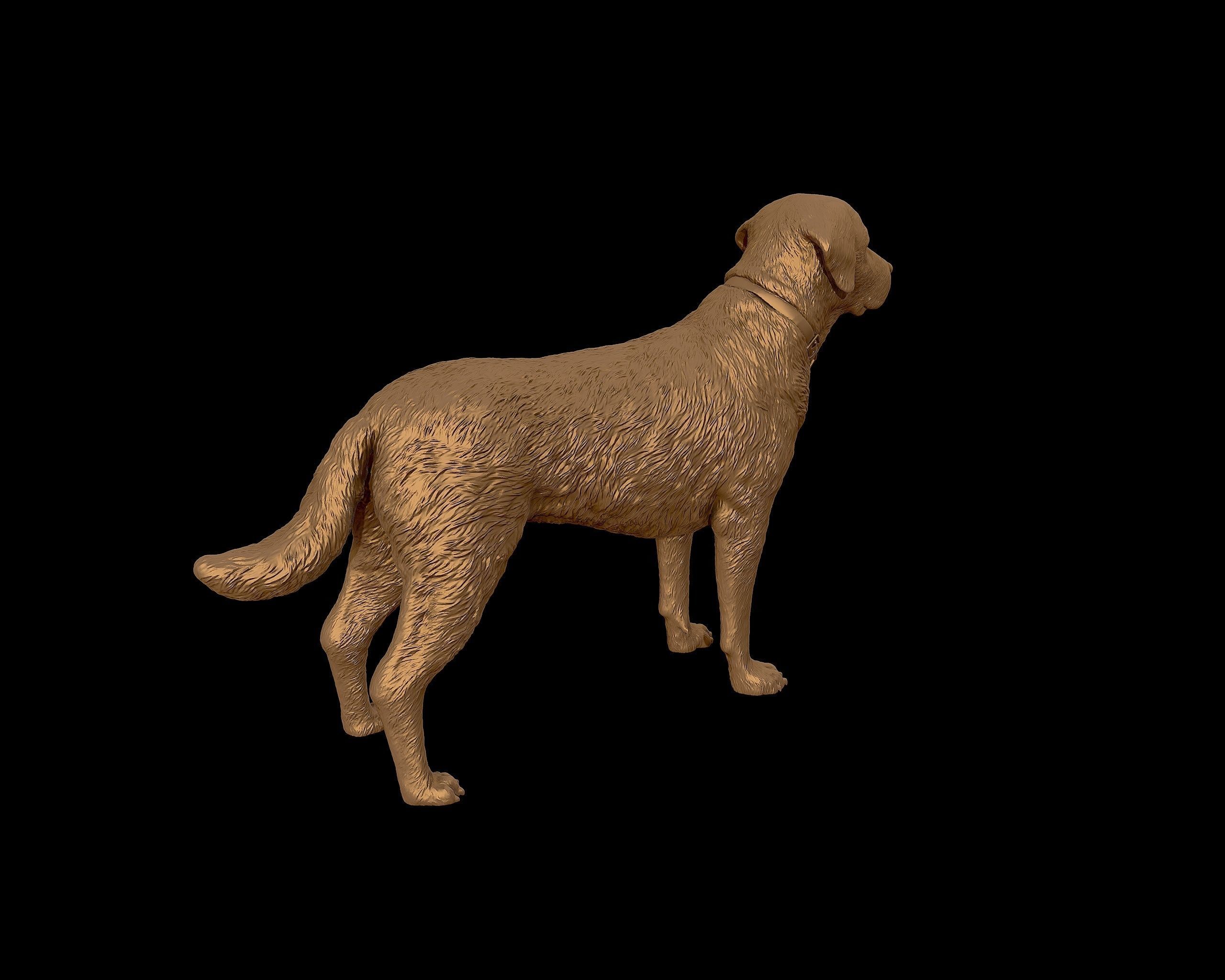 Labrador Retriever model 3D model 3D printable | CGTrader