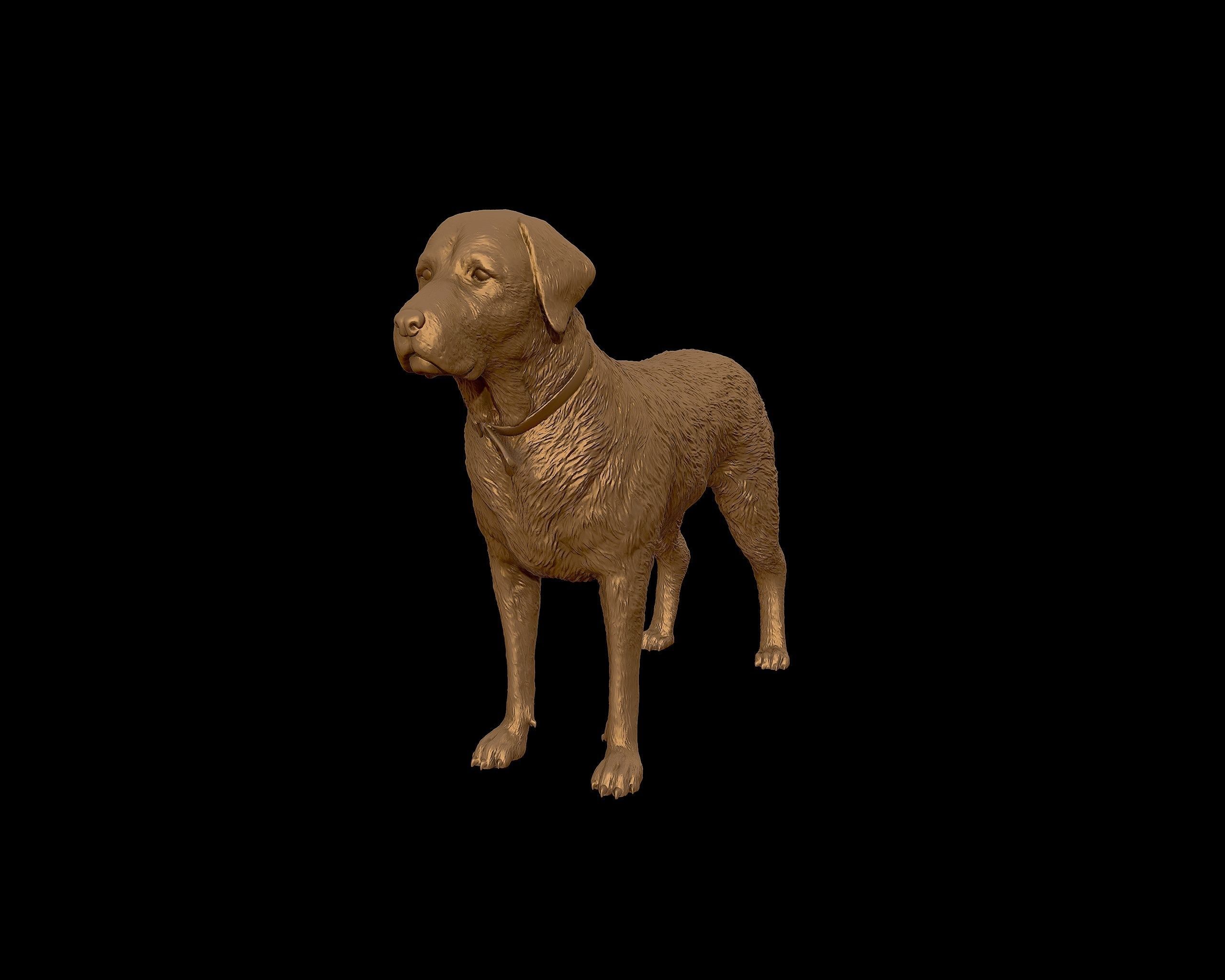 Labrador Retriever model 3D model 3D printable | CGTrader