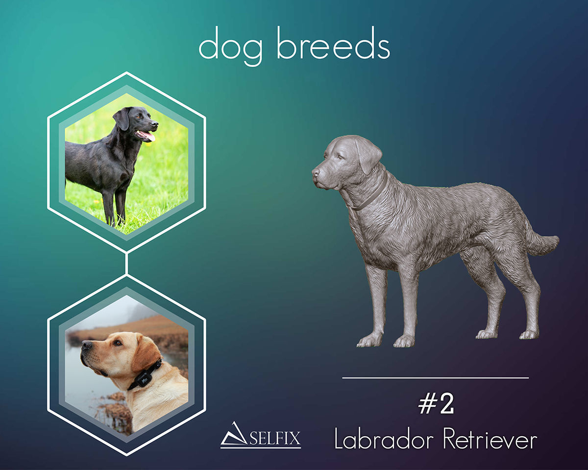 Labrador Retriever model 3D model 3D printable | CGTrader