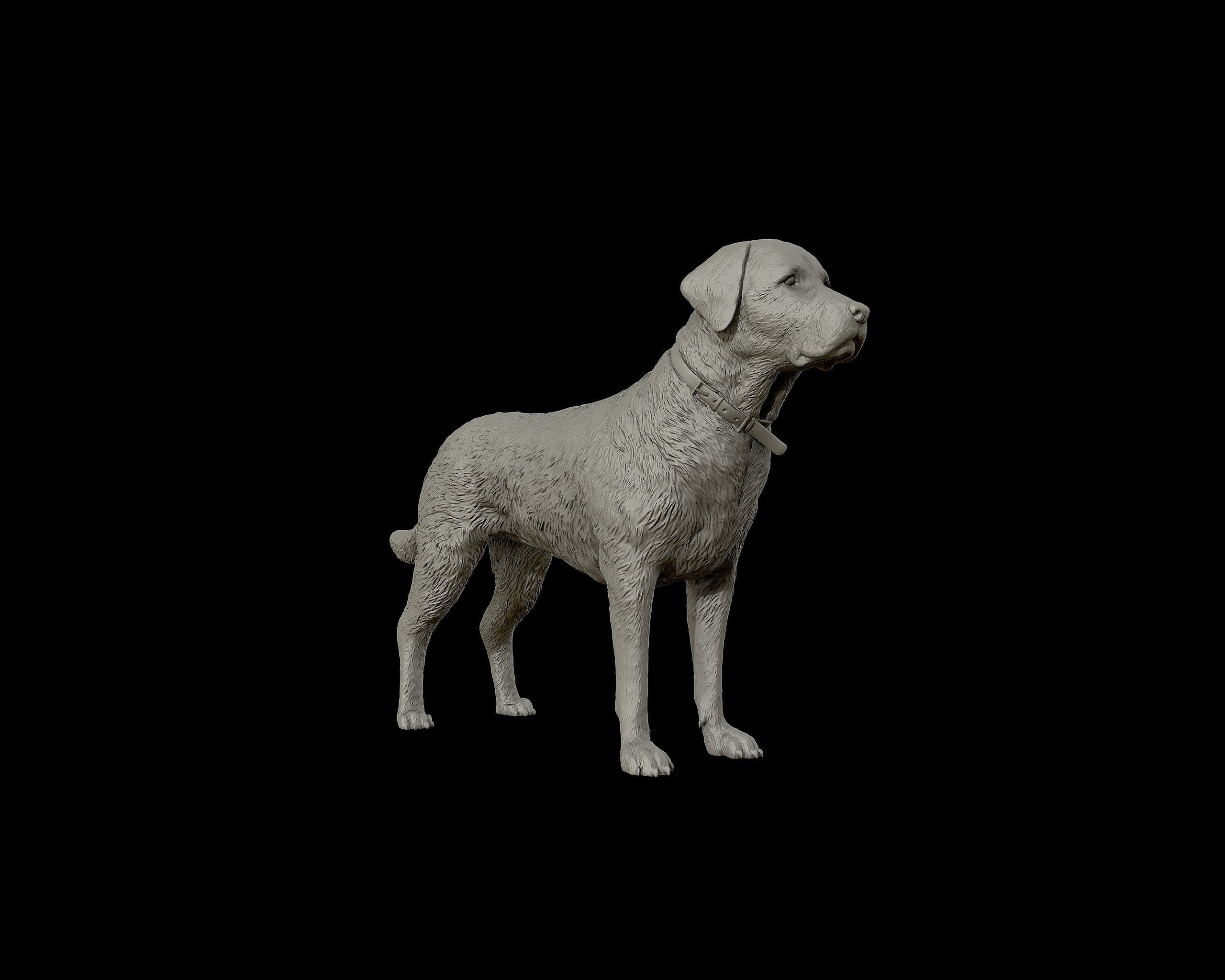 Labrador Retriever model 3D model 3D printable | CGTrader