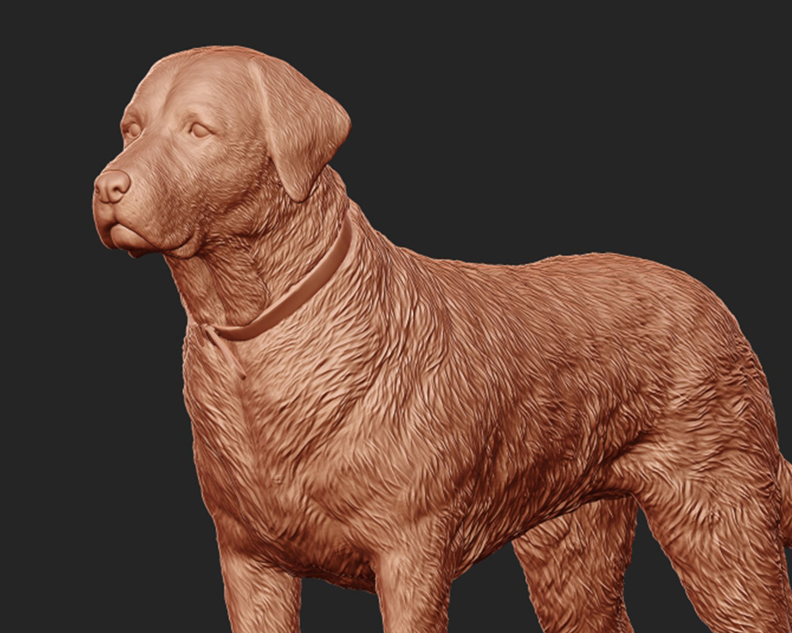 Labrador Retriever model 3D model 3D printable | CGTrader