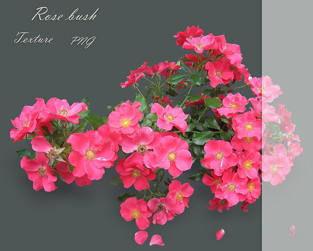 Texture Rose Pink bush on the texture PNG VR / AR / low-poly | CGTrader