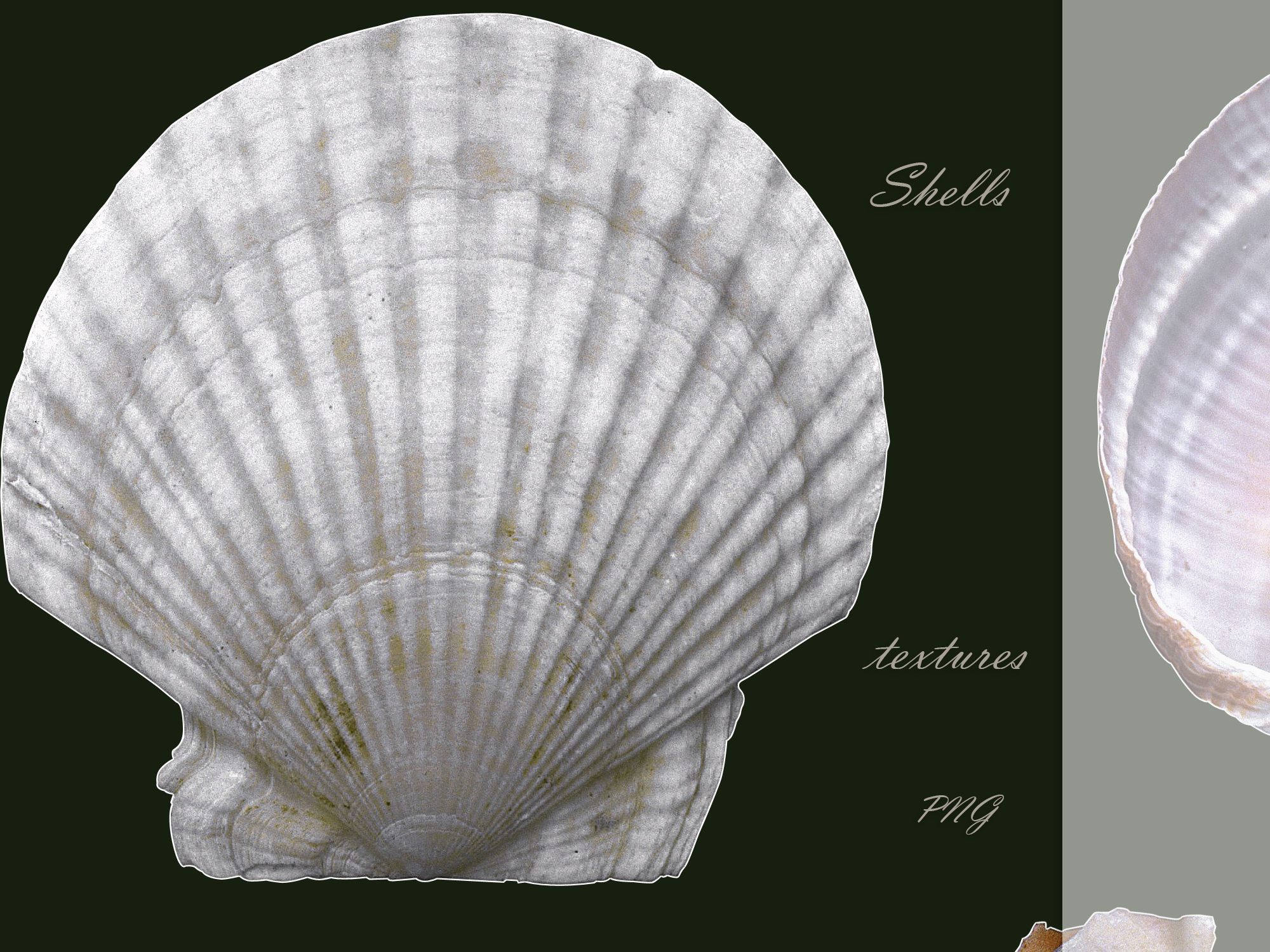 A set of Shells textures PNG free VR / AR / low-poly Texture | CGTrader