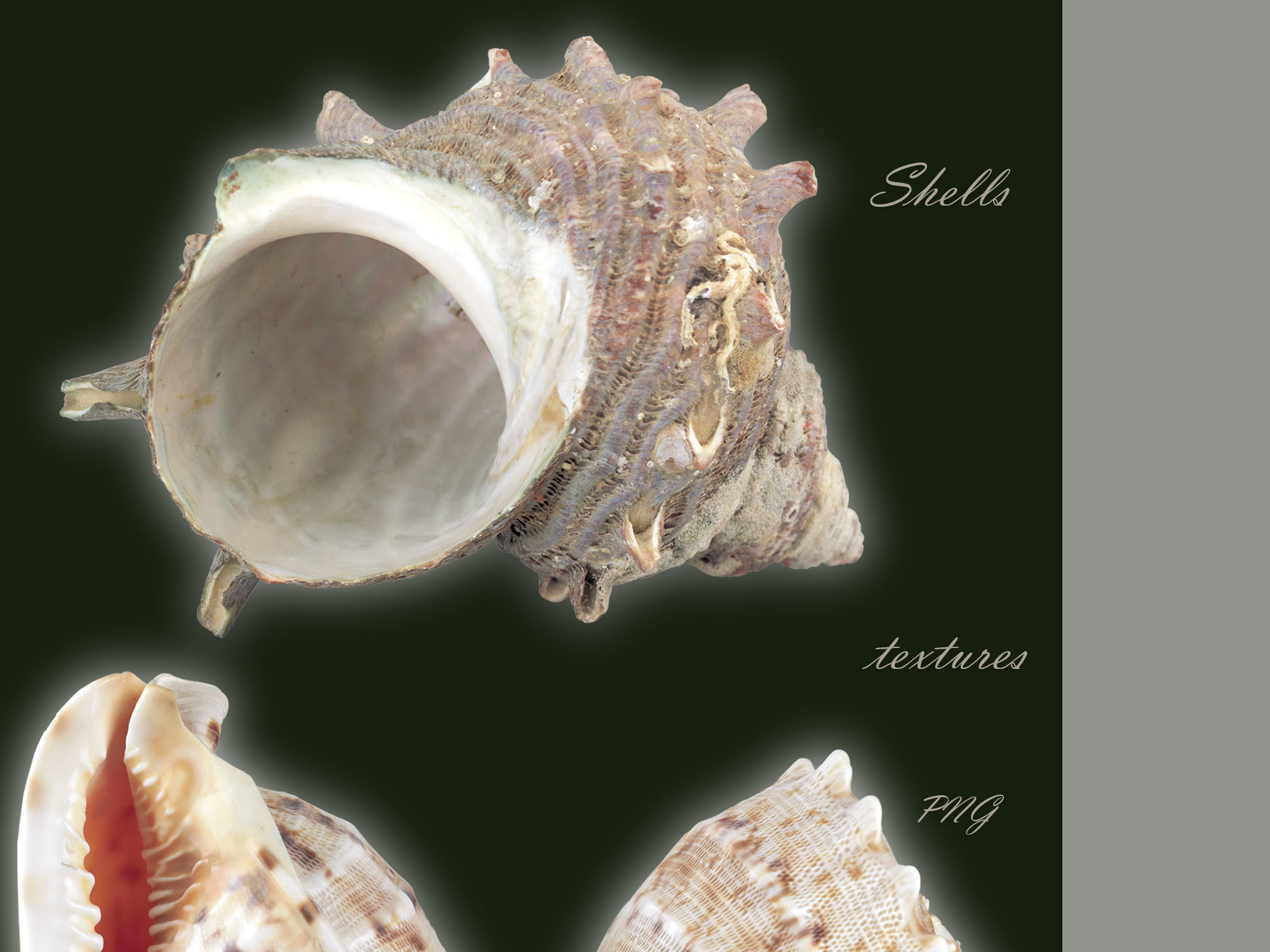 A set of Shells textures PNG free VR / AR / low-poly Texture | CGTrader