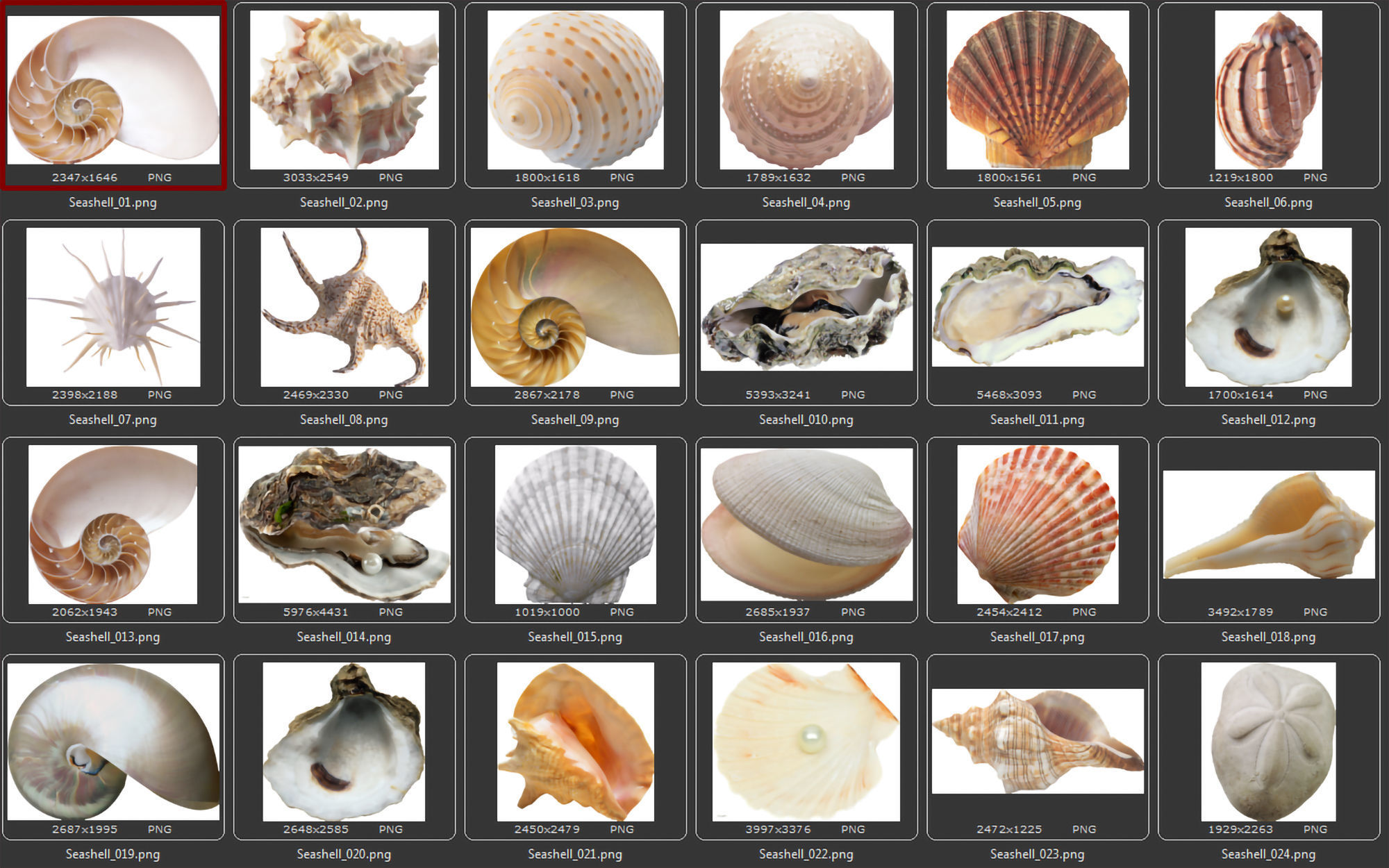 A set of Shells textures PNG free VR / AR / low-poly Texture | CGTrader