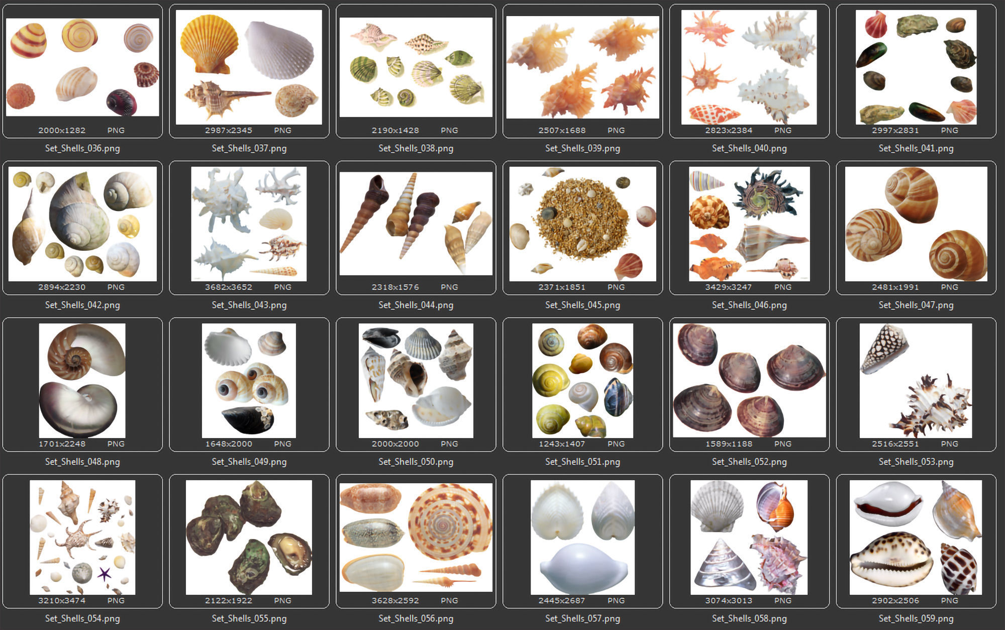 A set of Shells textures PNG free VR / AR / low-poly Texture | CGTrader