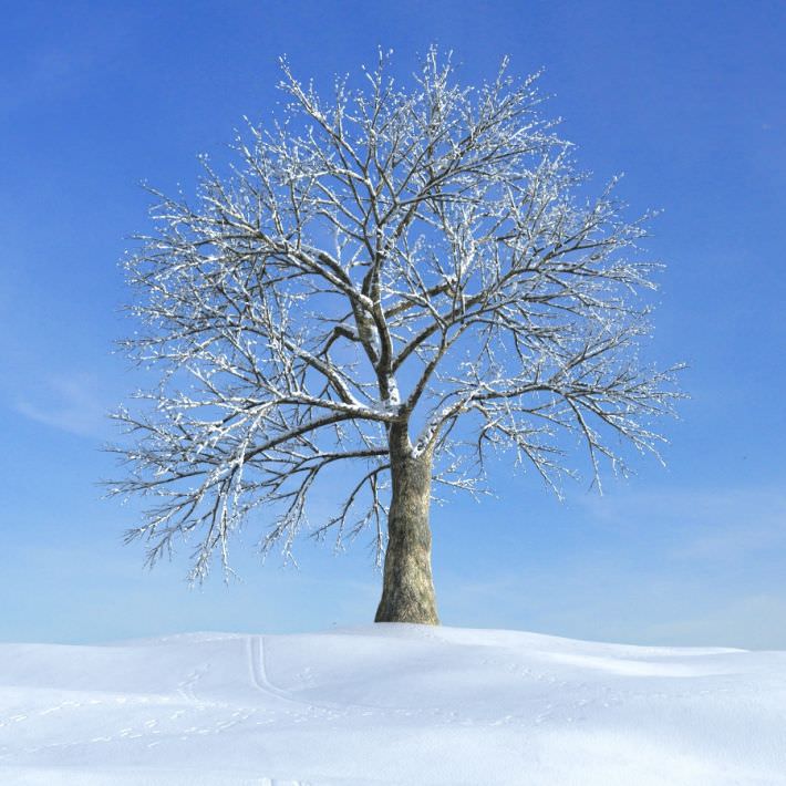 Frozen Tree 3D model | CGTrader