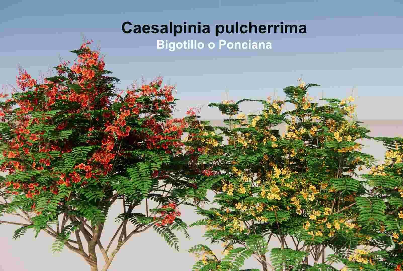 Flamboyant -Shankasur - Ponciana 3D model | CGTrader