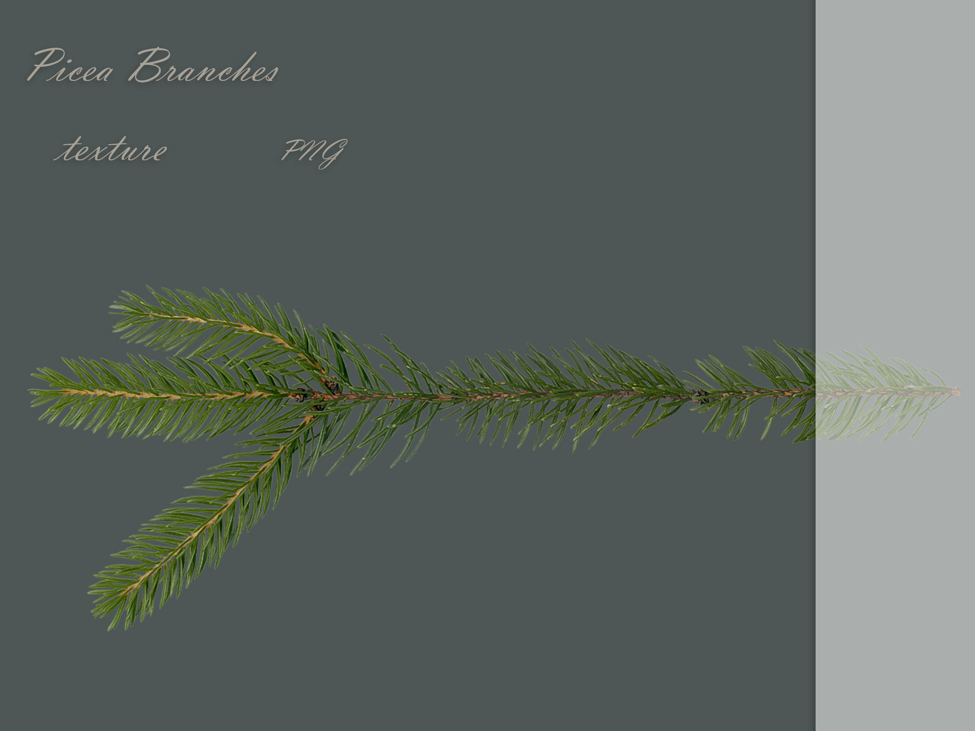 Texture Textures of spruce branches PNG VR / AR / low-poly | CGTrader