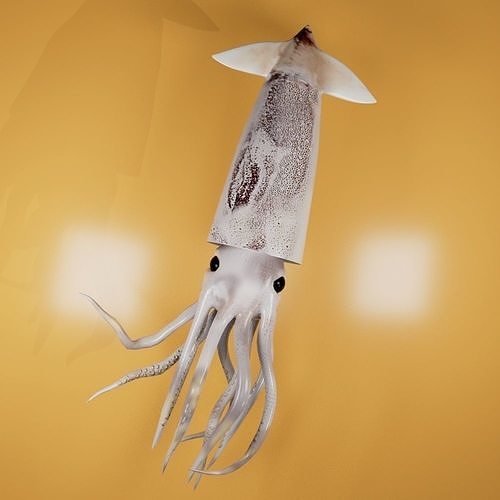 Squid Model hanging on wall 3D model | CGTrader