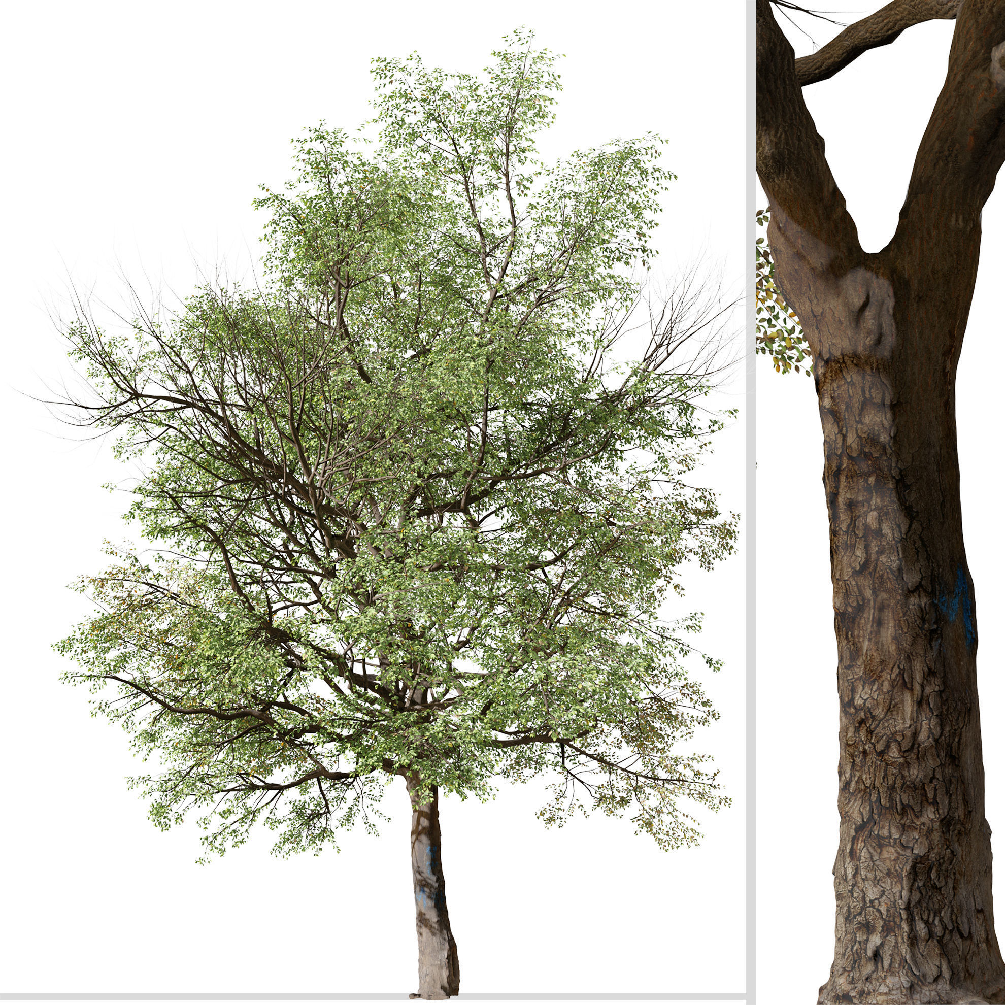 Quillaja saponaria or Soap bark Tree 3D model | CGTrader