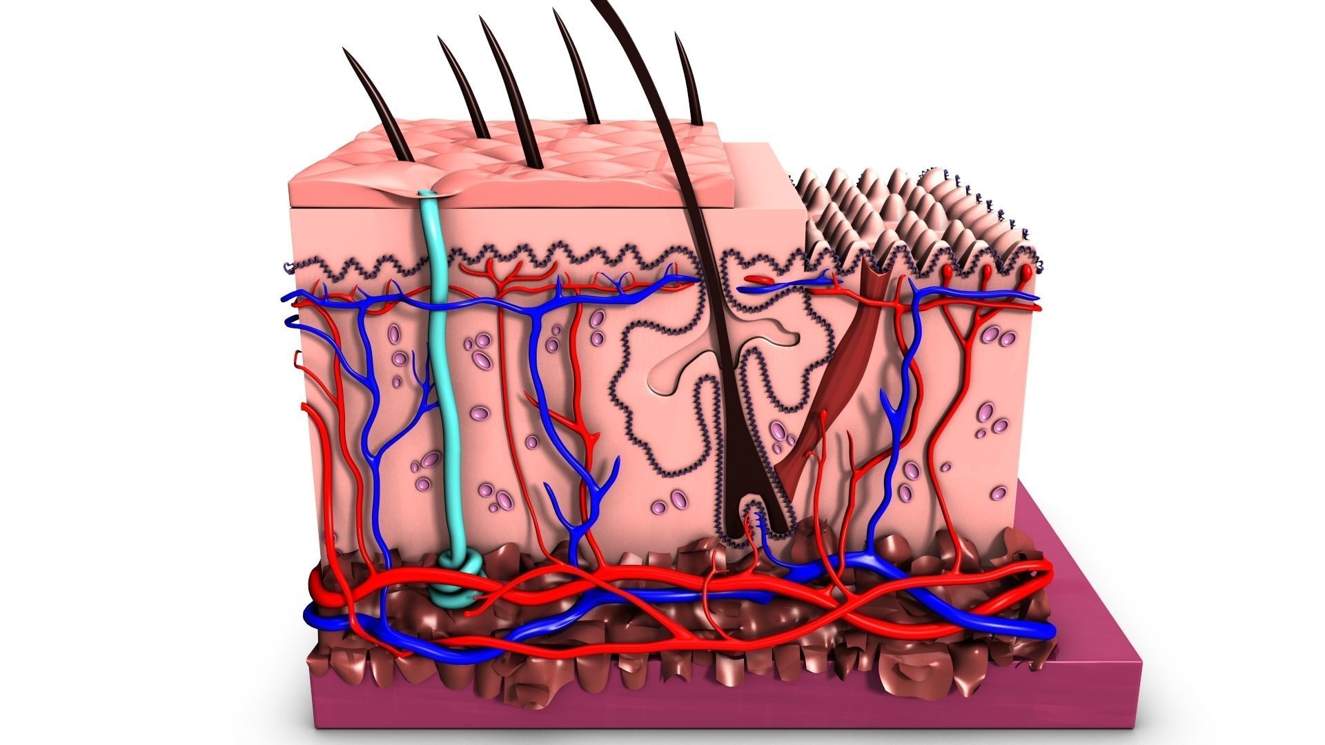 human skin cell anatomy 3D model | CGTrader
