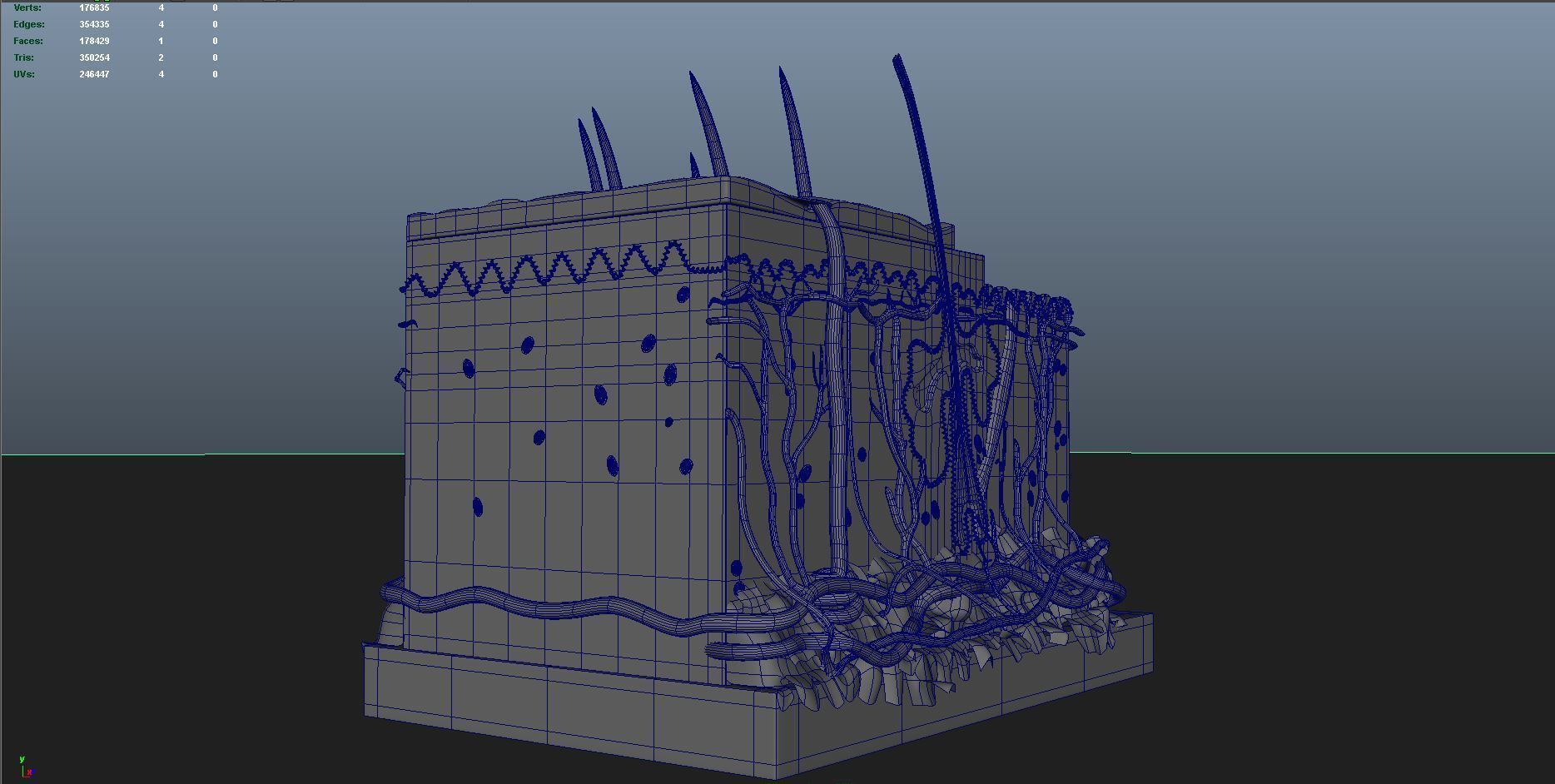 human skin cell anatomy 3D model | CGTrader