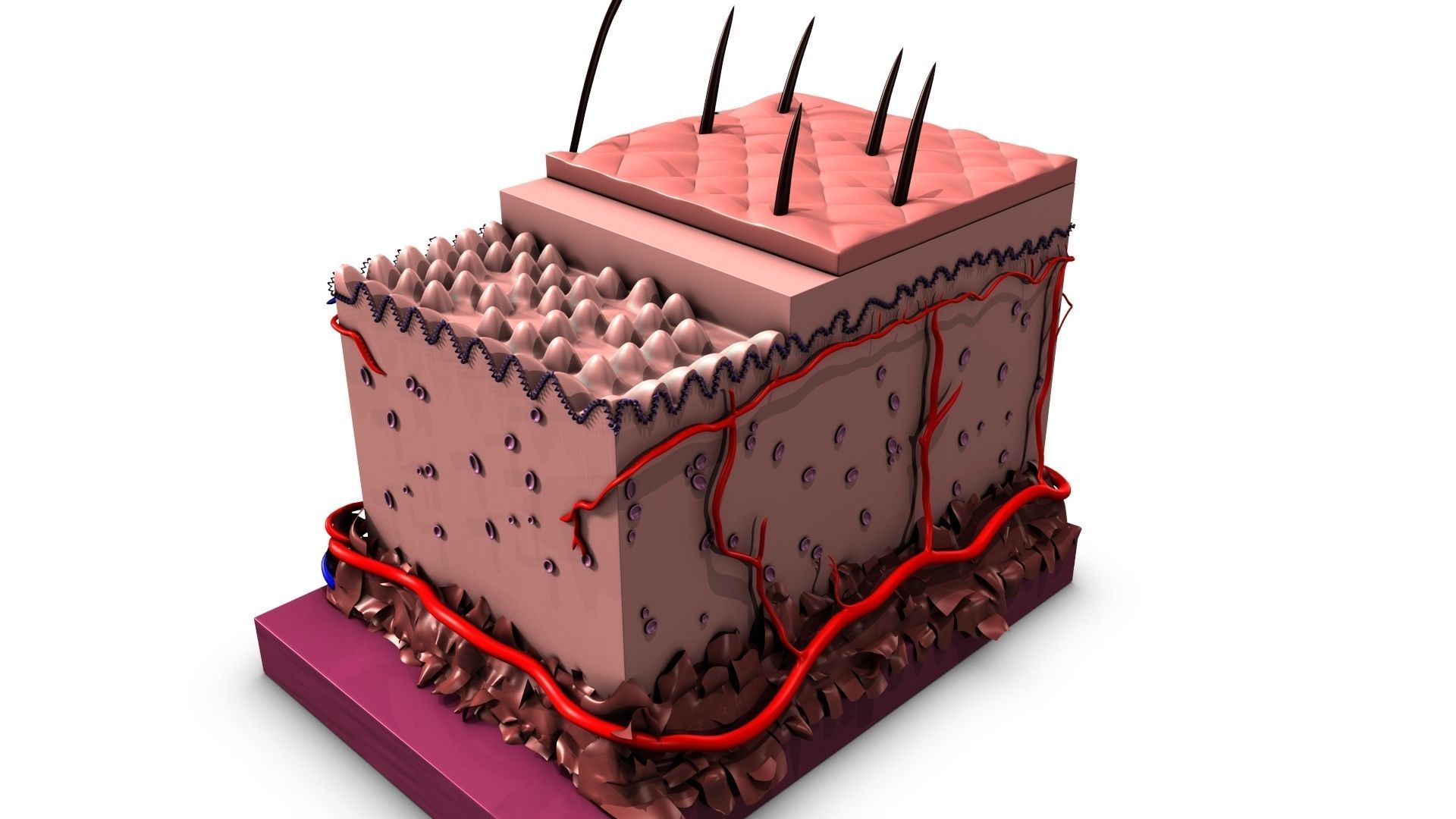 human skin cell anatomy 3D model | CGTrader