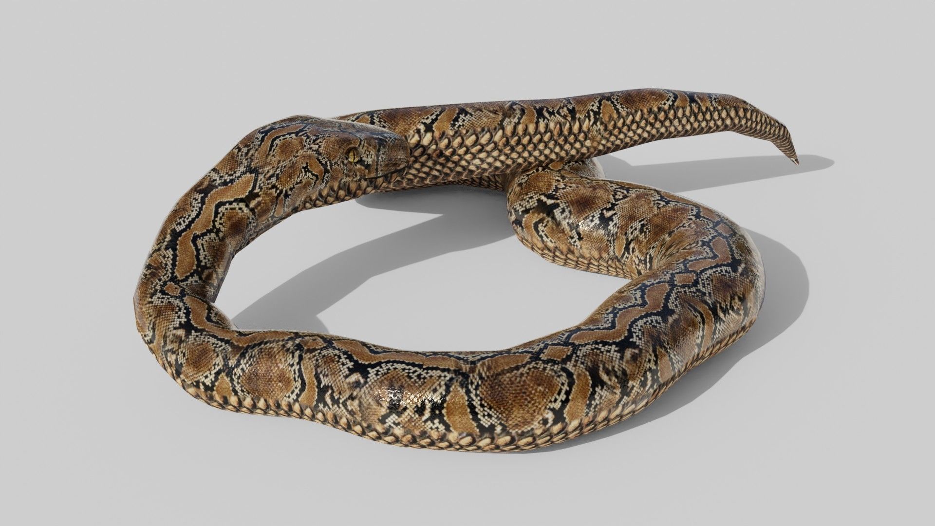 3D model Python Snake - Low Poly - Game Ready - PBR VR / AR / low-poly ...