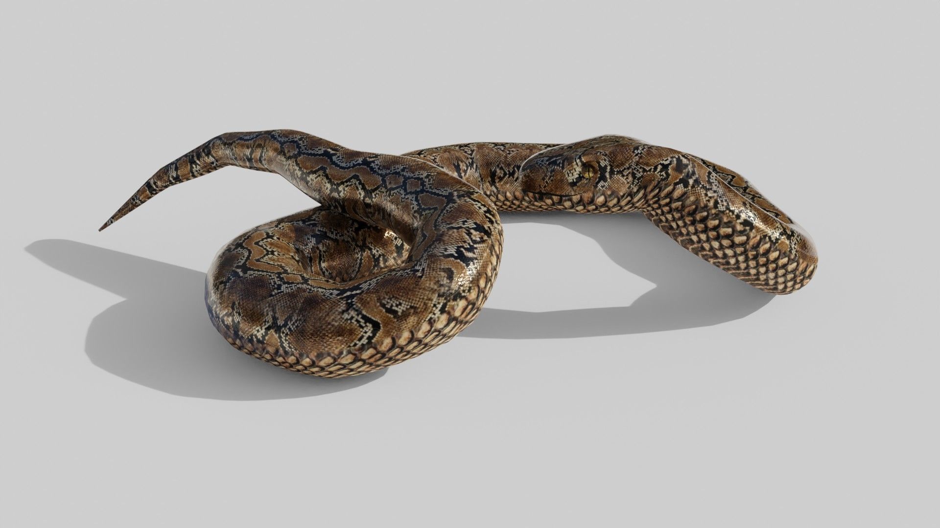 3D model Python Snake - Low Poly - Game Ready - PBR VR / AR / low-poly ...