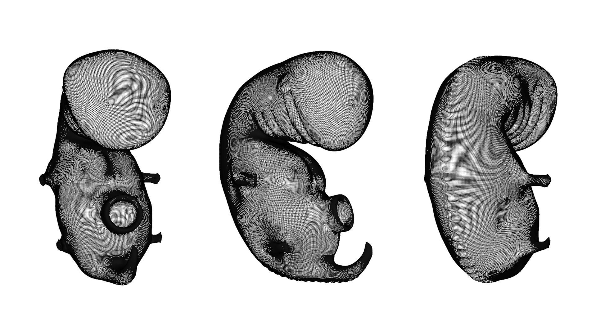 Fetal Development Stages - Human embryonic 3D model | CGTrader