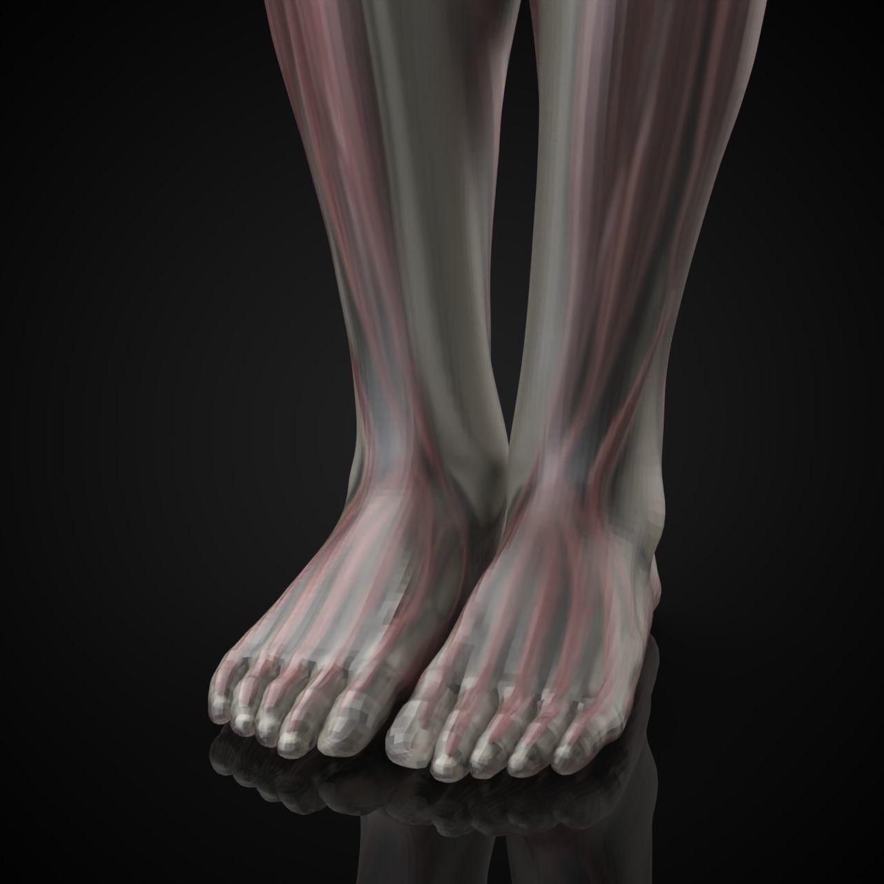 Human Anatomy 3D Atlas Bones Muscles skin 3D model | CGTrader