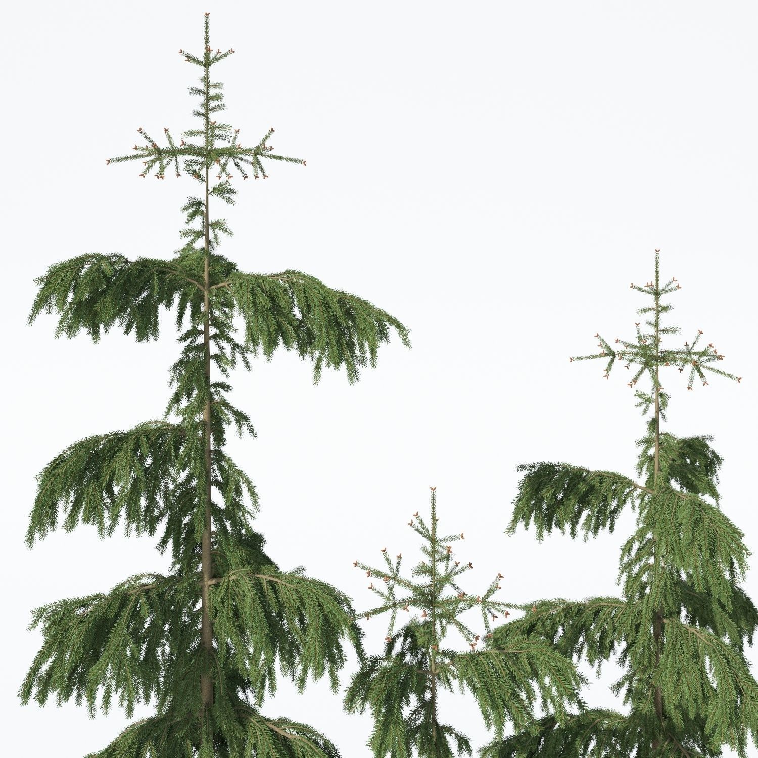Coniferous trees 3D model | CGTrader