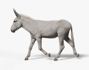 Donkey 3D Models | CGTrader