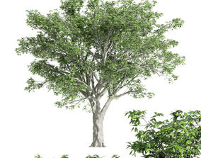 Free & Professional Tree 3D Models | CGTrader