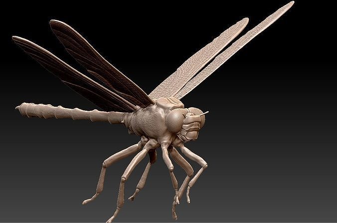 dragonfly in flight 3D model 3D printable | CGTrader
