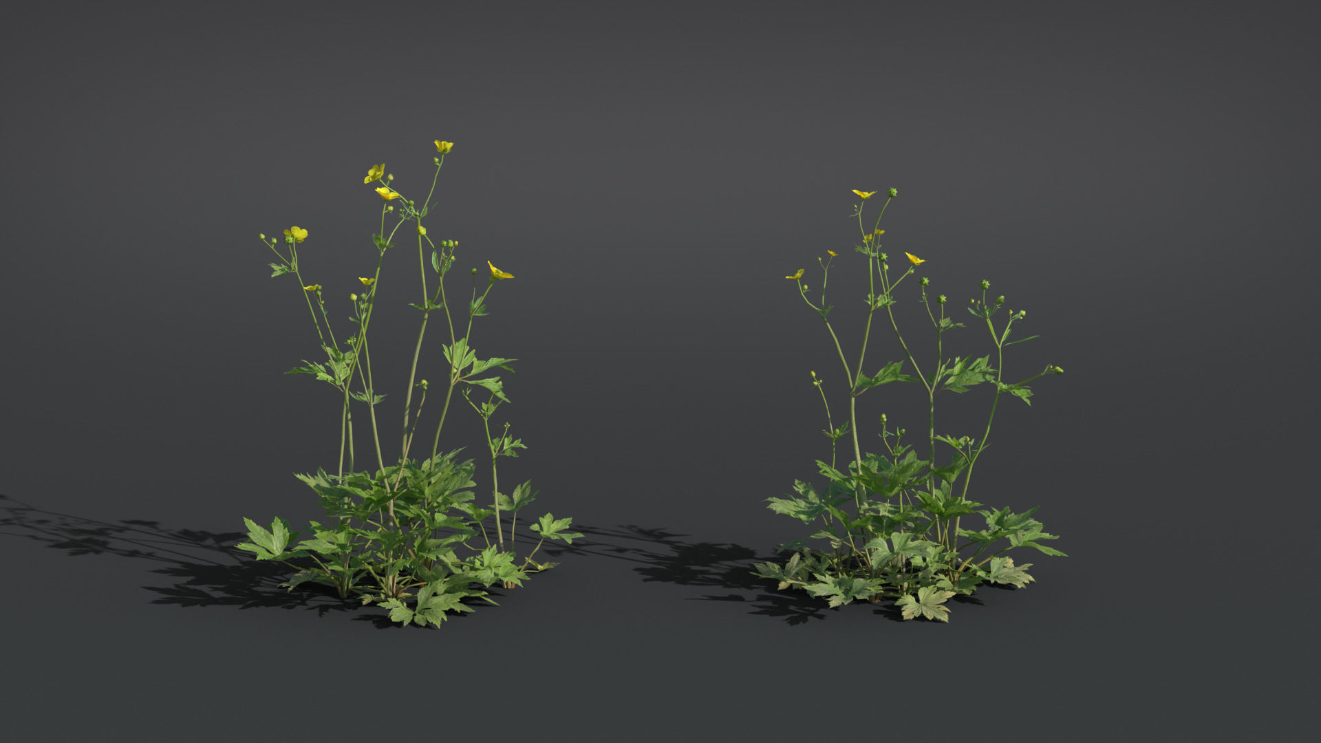 Buttercup Flower VFX Grace 3D model | CGTrader